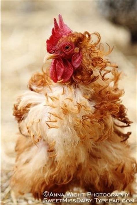Bad Hair Day Fancy Chickens Chickens Backyard Beautiful Chickens