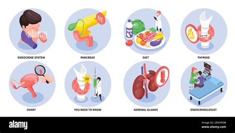 Endocrine System Clipart