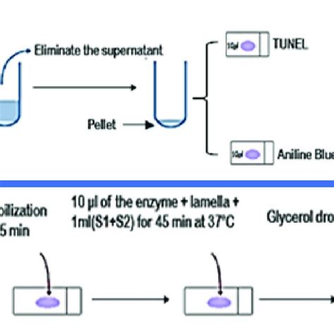 Processing Method Used For Evaluating The Dna Fragmentation Index Dfi Download Scientific