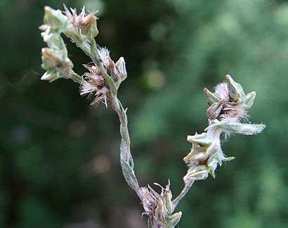 Small Cudweed