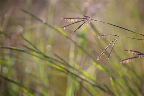 Free Picture Wild Big Bluestem Grass Up Close Plant Fields