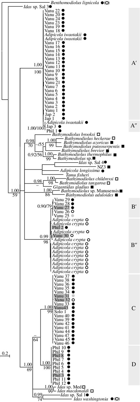 bayesian tree obtained from the analysis of the coi mtdna dataset the