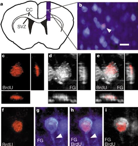 Induction Of Neurogenesis In The Neocortex Of Adult Mice Nature