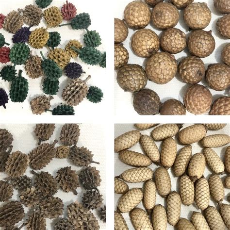Jual Biji Bijian Biji Cemara Biji Lontar Bulat Dan Lonjong Bunga Pinus Cemara Pine Cone