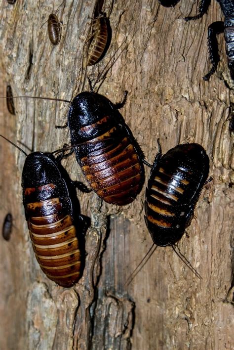 How To Keep Outside Roaches Away Pestclue