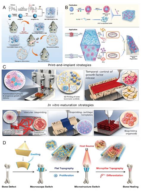 Programmable Design Of Biomaterials For Bone Repair A Thermally