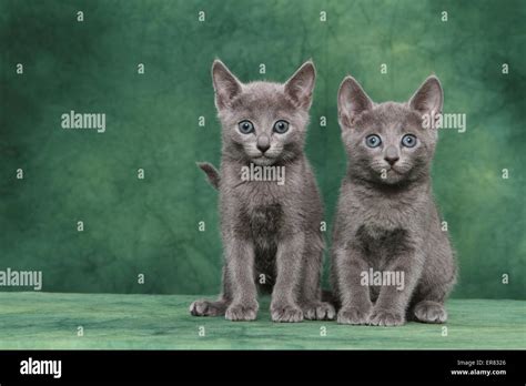 Russian Blue Kitten Stock Photo Alamy