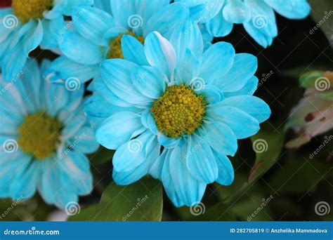 Blue Chrysanthemum Stock Image Image Of Color Blooms 282705819