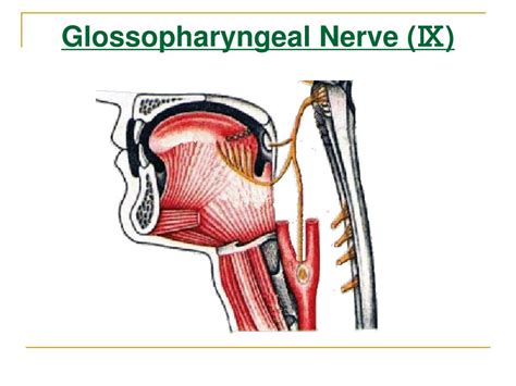 Ppt The Cranial Nerves Powerpoint Presentation Free Download Id