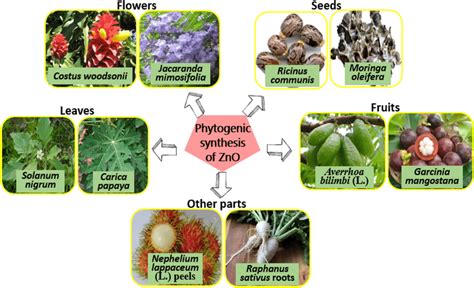 Phytogenic Synthesis Of Zno Using Different Plants And Parts Of Plant