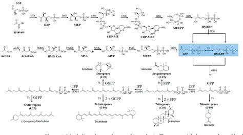 Figure 1 From Two Phase Fermentation Systems For Microbial Production Of Plant Derived Terpenes