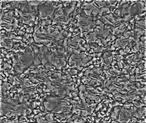 Stomata Maskrcnn Instance Segmentation Model By Stomata