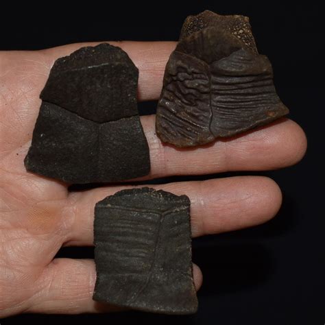 Three Detailed Fossilized Turtle Shell Peripheral Elements Shell Edge