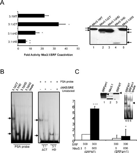 Nkx3 1 And Srf Dna Binding Is Required For Synergistic Activation Smga Download Scientific