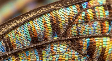 Close Up Of A Butterfly Wing Displaying A Vibrant Mosaic Of Iridescent