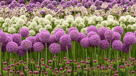 8 Flowering Alliums For Showstopping Beds And Borders Gardening Know How
