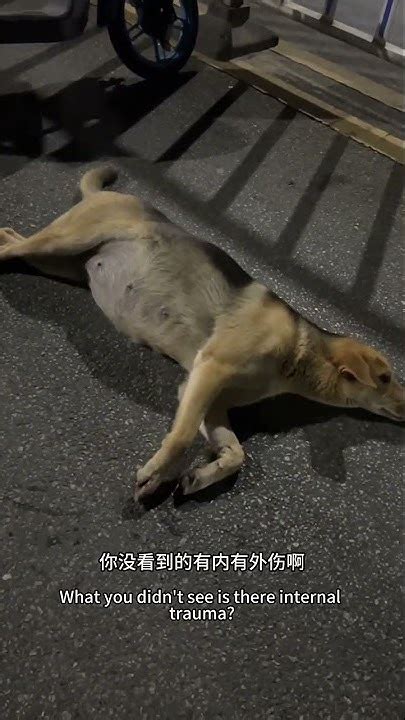 懷孕的狗狗半夜被車撞了，現在不知道肚子裡的寶寶還能不能保住 万皆有灵性不爱请别伤害 Youtube