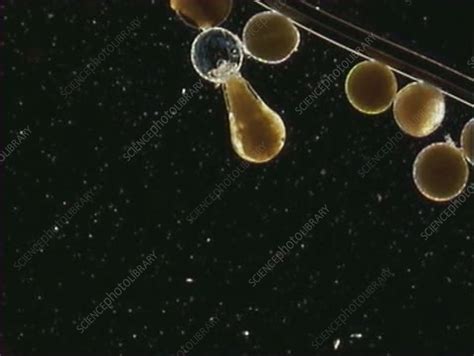 Artemia Hatching Stock Video Clip K0032951 Science Photo Library