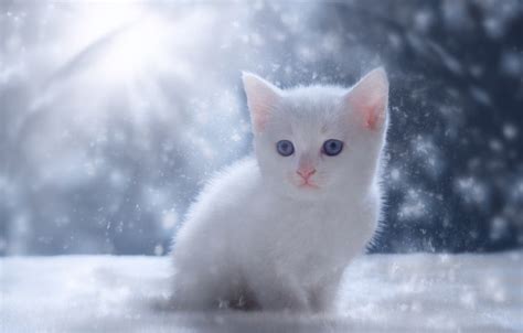Snow Kitty Cat