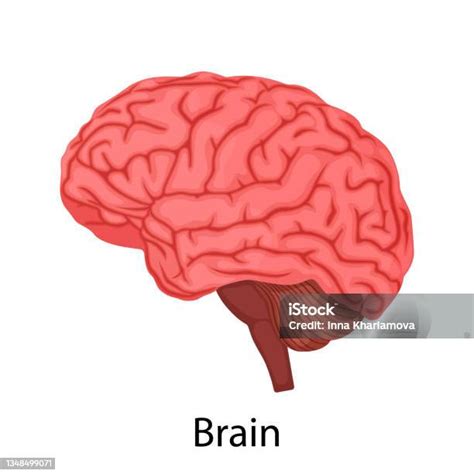 인간의 뇌는 흰색 배경 내부 기관에 고립 상세한 평면 디자인의 벡터 일러스트레이션 내부 장기 두뇌 아이콘 의료 포스터 개념 인포 그래픽 요소 벡터에 대한 스톡 벡터 아트 및