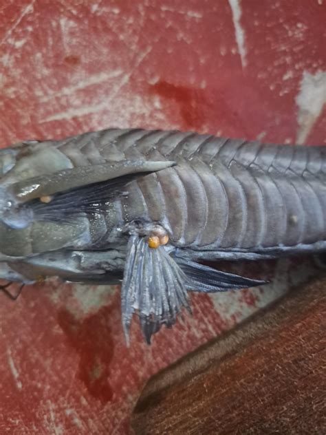 Does Anyone Know Whats Growing On This Hassar Fish Rfish