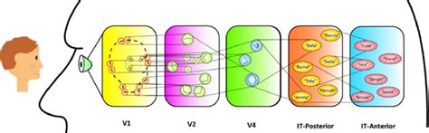1 A Neural Network Illustration Of Human Brain Visual Cortex Image