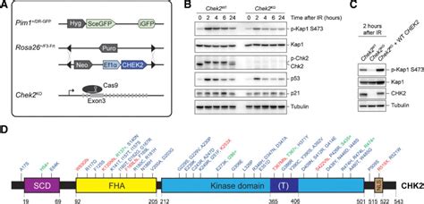 Functional Analysis Identifies Damaging Chek2 Missense Variants Associated With Increased Cancer