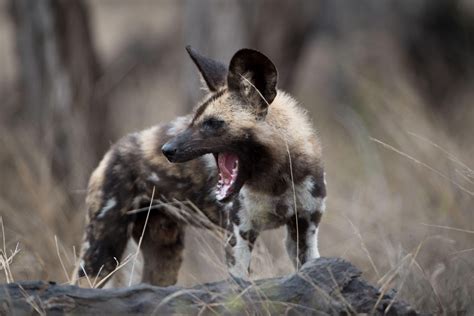 Animal Attacks: Legal Rights and Liability Determination - Baxley ...