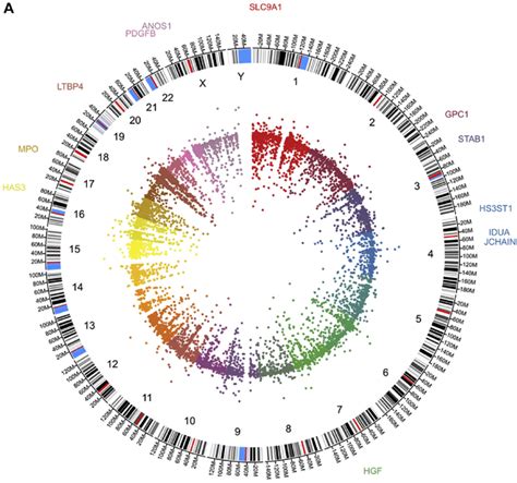 Panel A Depict Circos Plot From The Bronchoalveolar Lavage Fluid Cells
