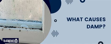 How To Cure And Fix Damp Walls Tapco Homedry