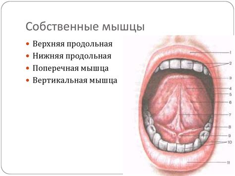 Пищеварительная система презентация онлайн