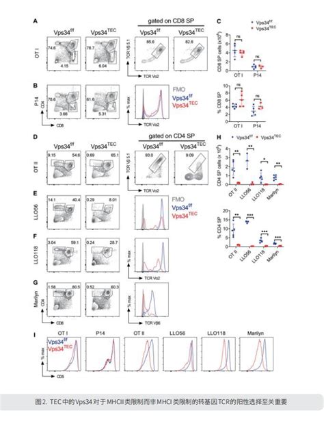 T细胞免疫调控新发现 知乎