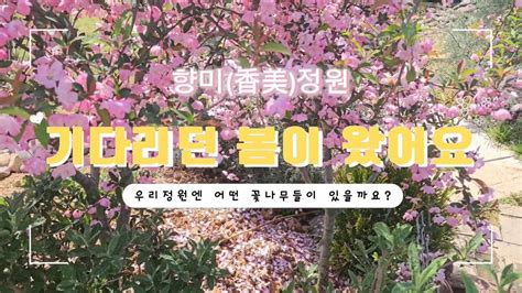 🌸 향미정원에 기다리던 봄이 왔어요 꽃구경 하러 Go Go 🏃‍♀️‍ ️🏃‍♂️‍ ️ Youtube