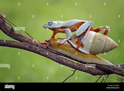 Top View Frog Hi Res Stock Photography And Images Alamy