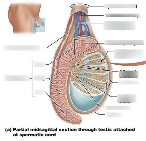 Detailed Diagram Of Testes And Related Male Reproductive Structures Flashcards Quizlet