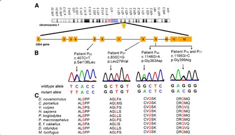 Identification Of Novel Variants In Gba1 Gene A Illustrative Download Scientific Diagram