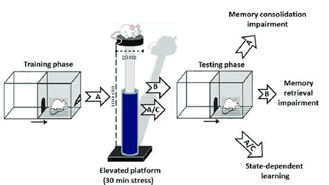 effect of stress on passive avoidance memory a post training exposure