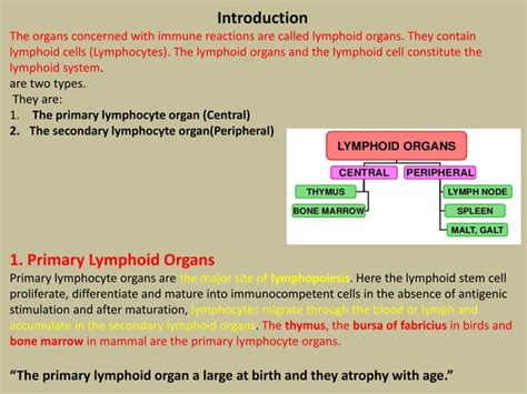 Lymphoid Organ Primary And Secondary Organ Pptx Bone And Joint