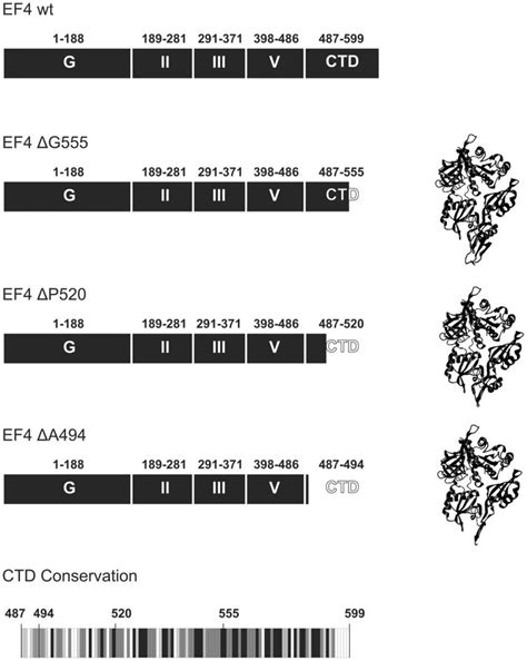 Ef4 C Terminal Truncation Variants Structural Models Corresponding To