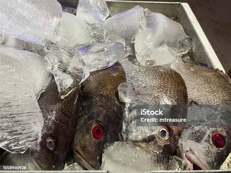 금속 쟁반에 으깬 얼음 위에 신선하게 보관된 전체 생선 전시의 전체 프레임 이미지 야외 해변 레스토랑 바베큐 재료 높은 전망
