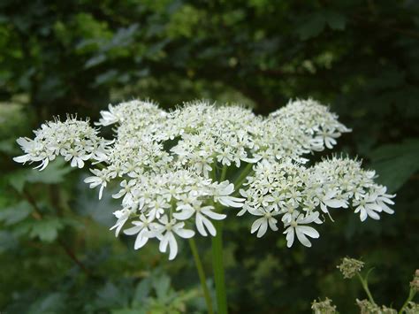 Cow Parsnip Castine Maine