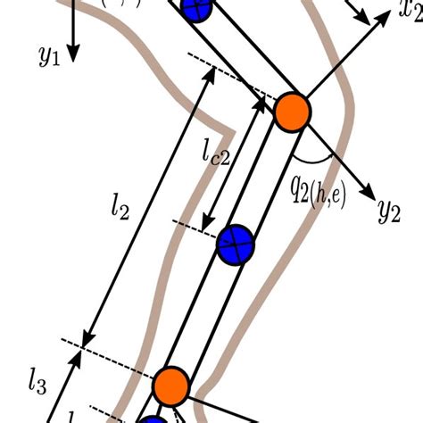 Schematic Representation Of The Coupled Human Exoskeleton Model As A Download Scientific