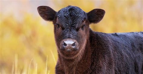 Using Cidrs For Estrus Synchronization In Cattle