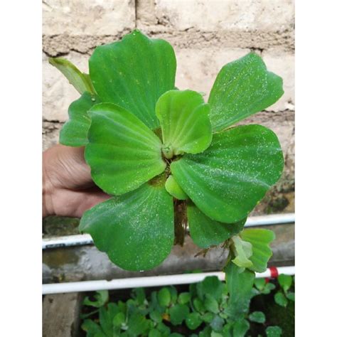 Jual Tanaman Apung Apu2 Tanaman Aquascape Shopee Indonesia