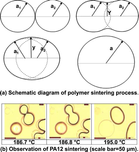 Coalescence Process Of Two Particles Reprinted From [21] Copyright Download Scientific