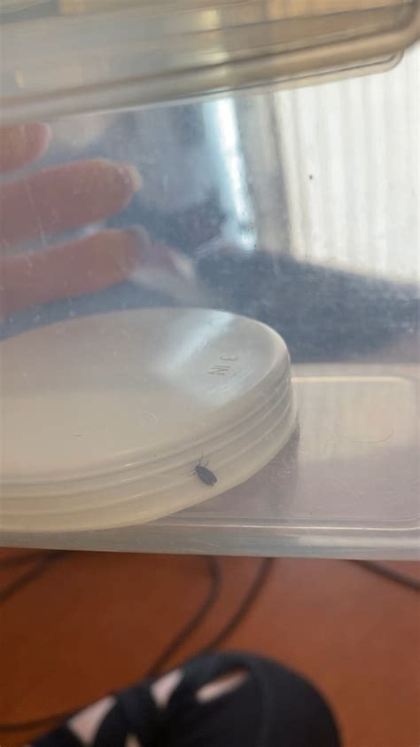 Is This A Roach Or Another Kind Of Fly I Am Freaking Out It Flies But