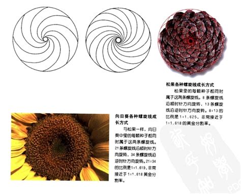 斐波那契数列图解 斐波那契数列k线图解 伤感说说吧