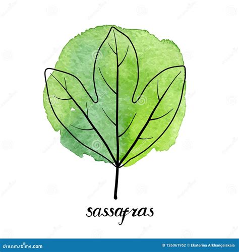 Vector Leaf Of Sassafras Tree Stock Vector Illustration Of Organic Decoration 126061952 Vector Leaf Of Sassafras Tree Stock Vector Illustration Of Organic Decoration 126061952