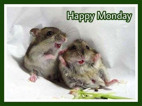 Discover 87 Happy Monday And Have A Happy Day Ideas Happy Monday
