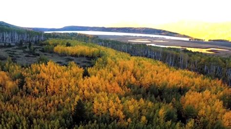 The Pando Aspen Clone Or Trembling Giant The Worlds Largest